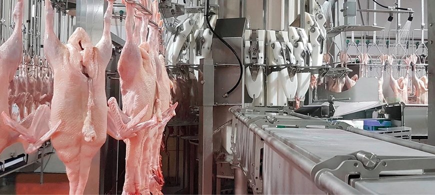 Integrated duck processing solutions | Food Process & Packaging Automation International